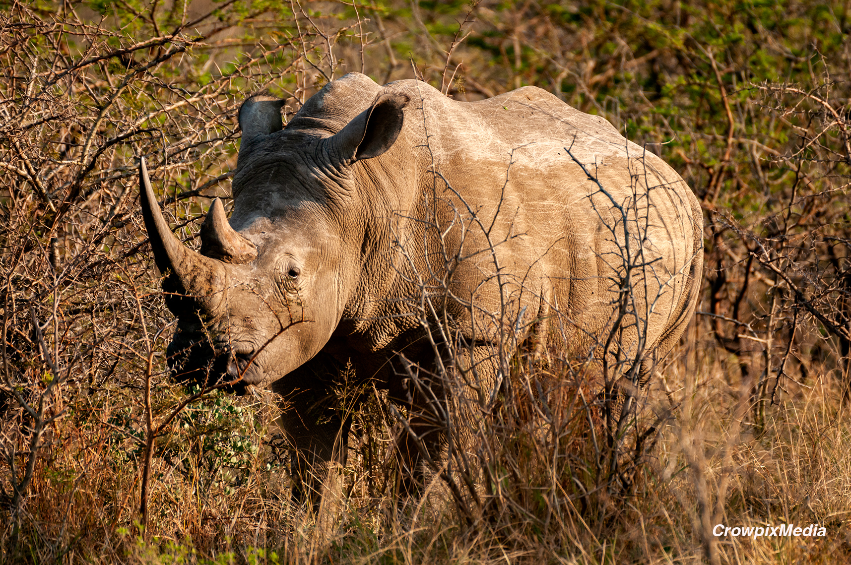 8 Important Ways Conservation Photography Can Help Protect Our Planet ...