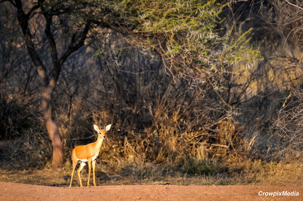 6 Good Reasons Why Conservation Photography is an Important Quest ...