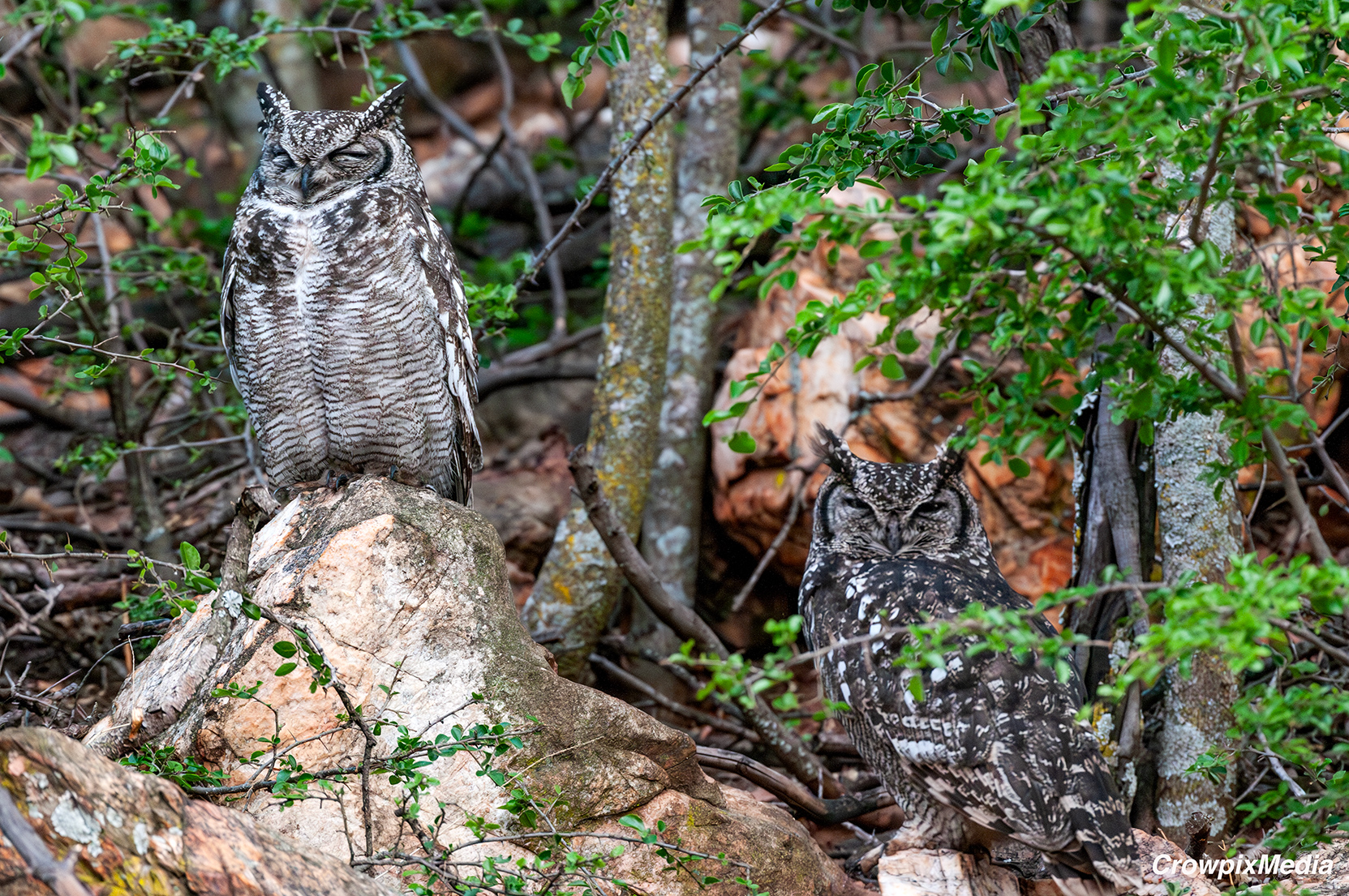 A Lens on Nature’s Resilience: How Urban Wildlife Photography Inspires ...